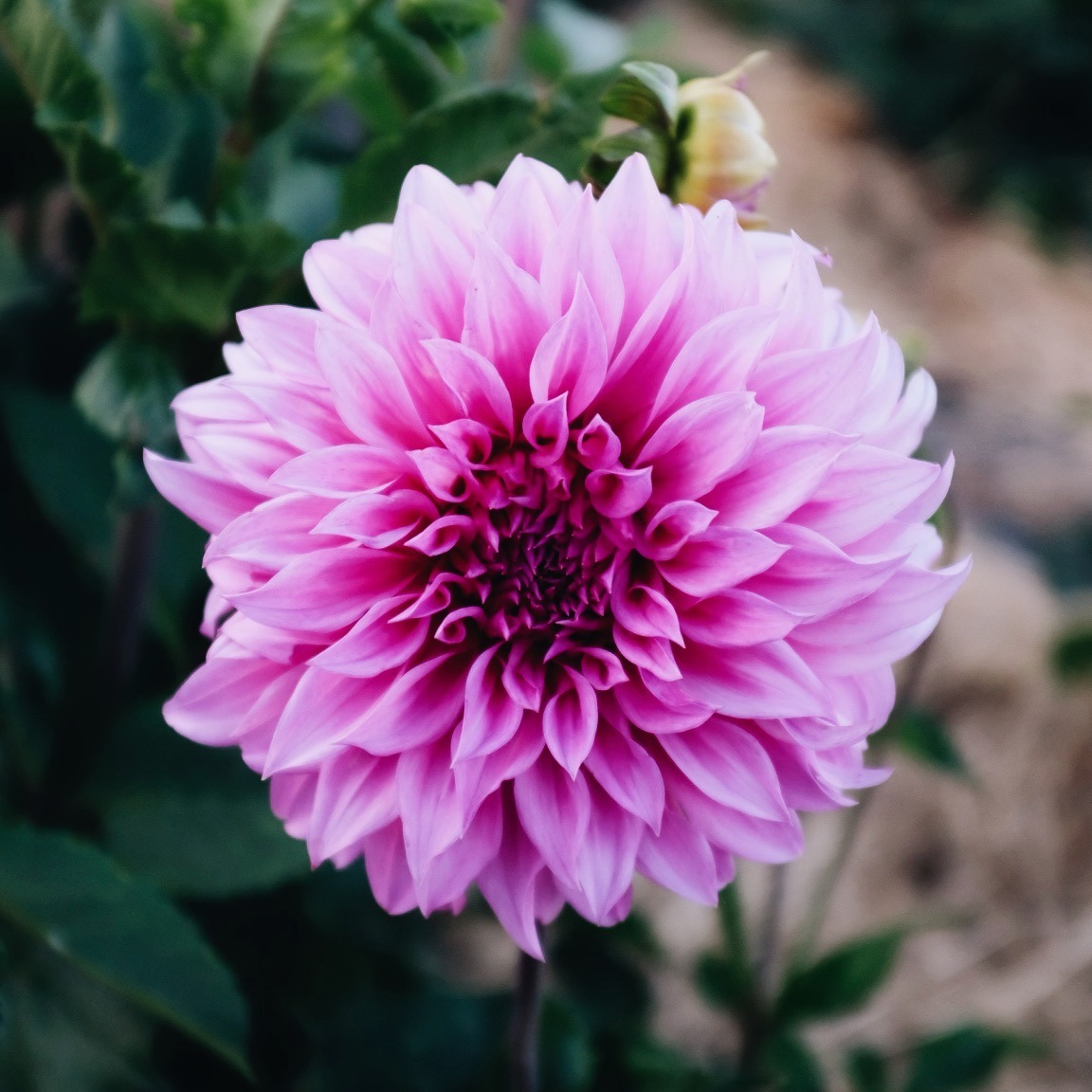 Dahlias – Wrens Flower Farm