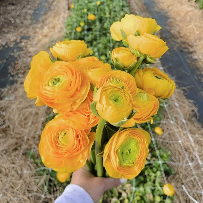 Ranunculus Giallo – Wrens Flower Farm