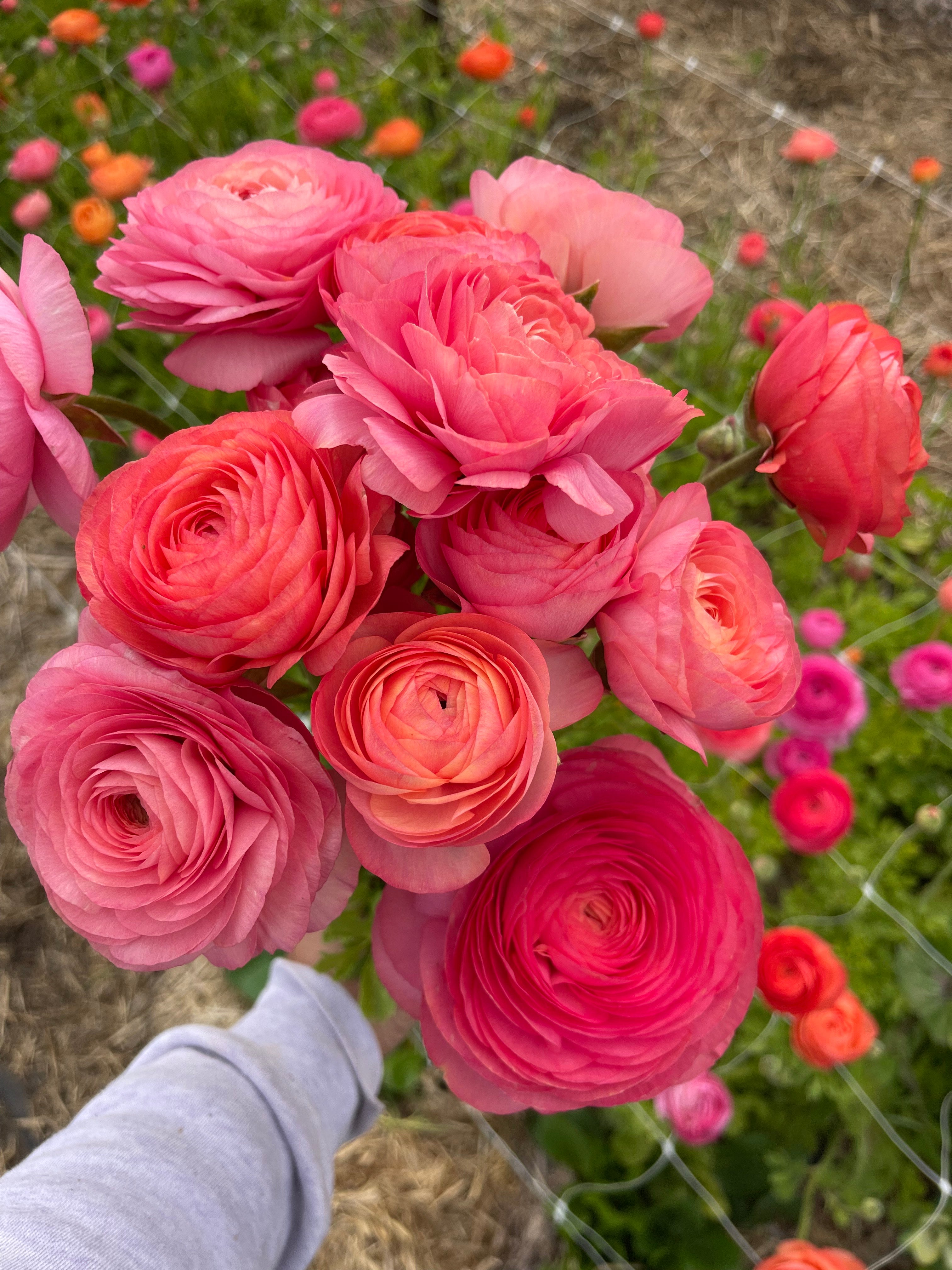 Ranunculus Festival – Wrens Flower Farm