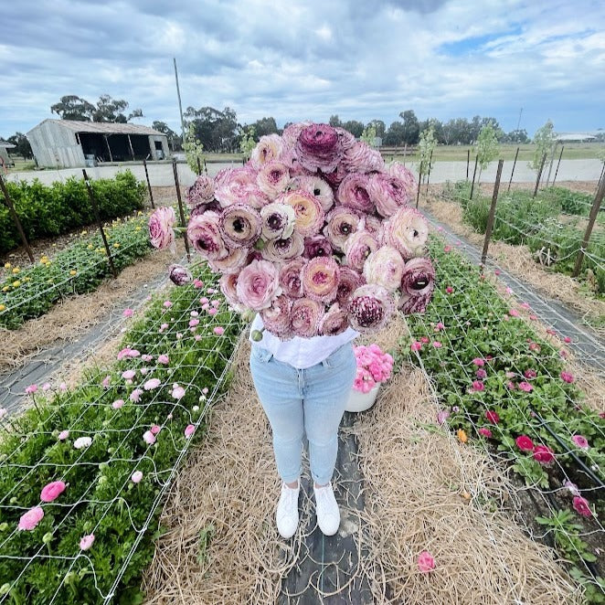 Ranunculus Bianco Striato – Wrens Flower Farm