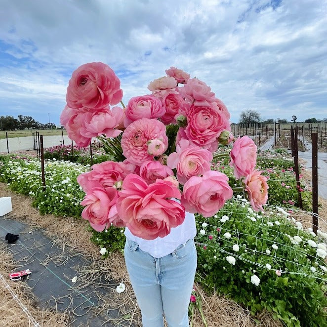 Ranunculus Corms – Wrens Flower Farm