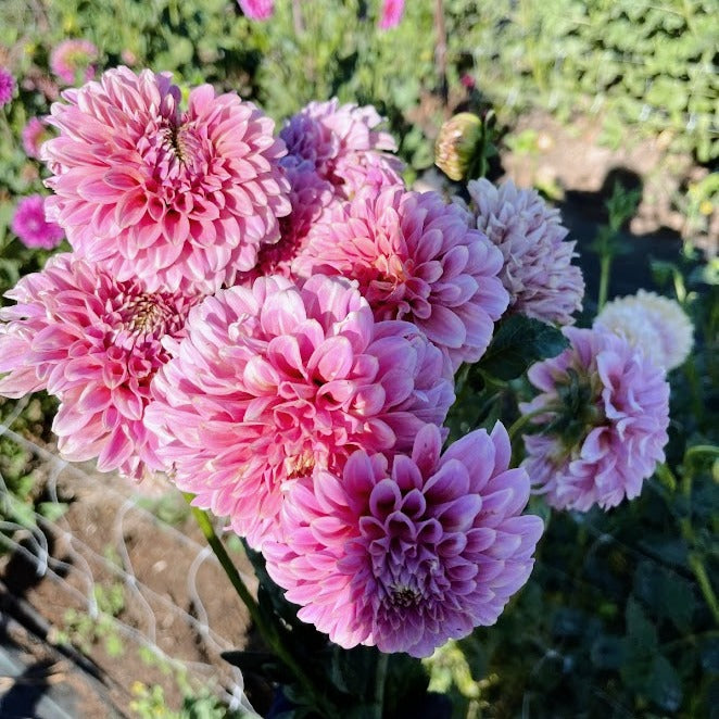 Pretty in Pink – Wrens Flower Farm