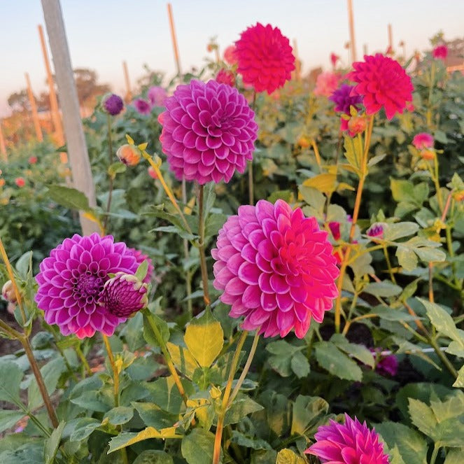 Devon Regal – Wrens Flower Farm