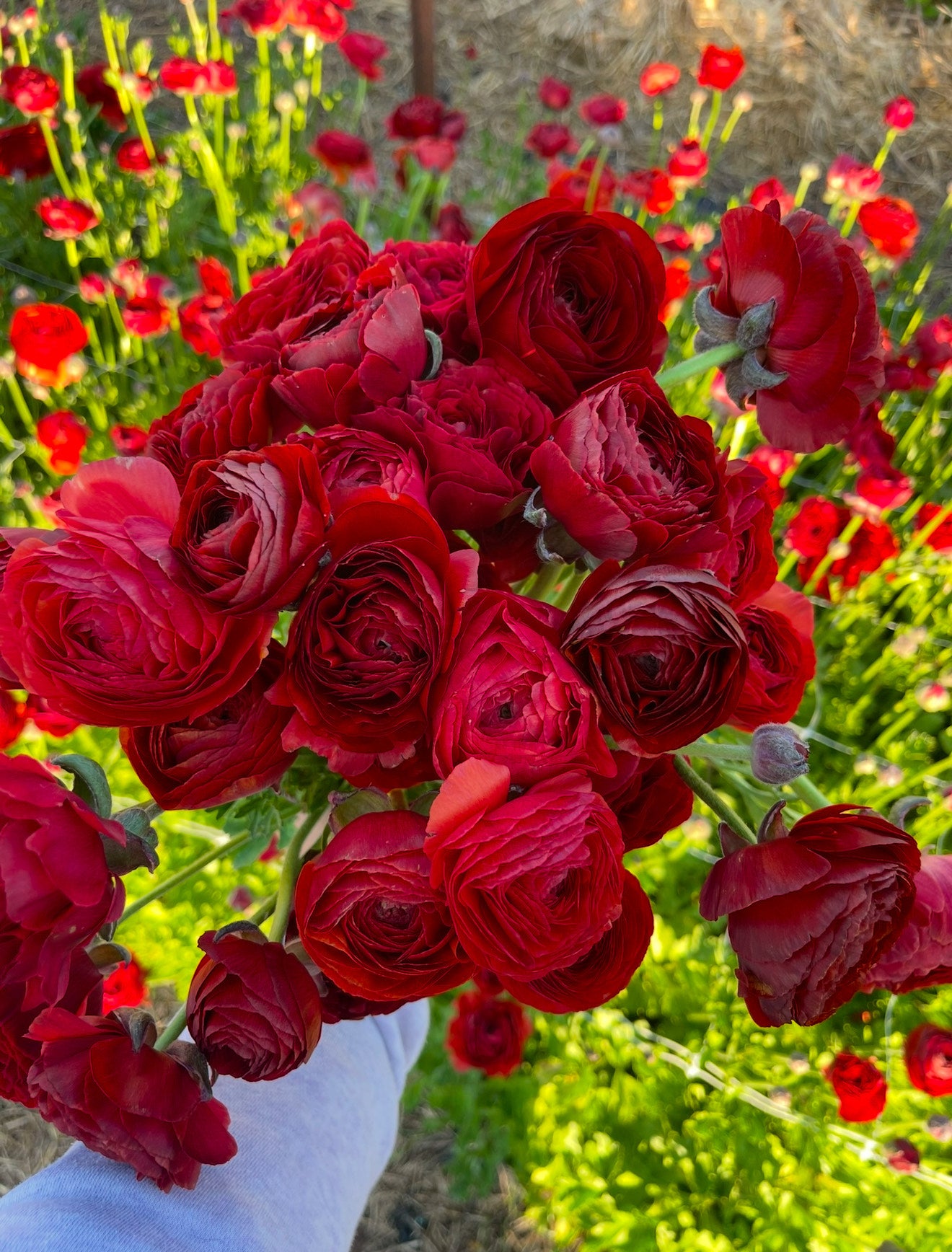Ranunculus Red – Wrens Flower Farm