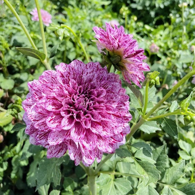 Wine Dot – Wrens Flower Farm