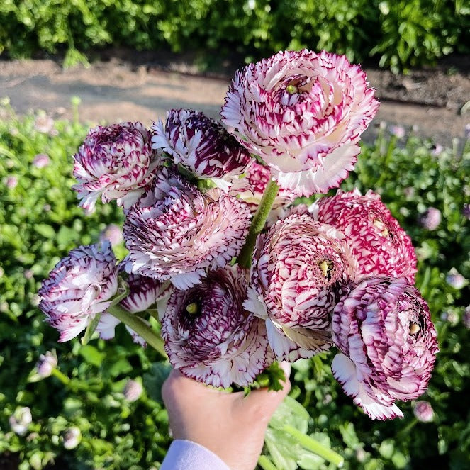 Ranunculus Bianco Striato – Wrens Flower Farm
