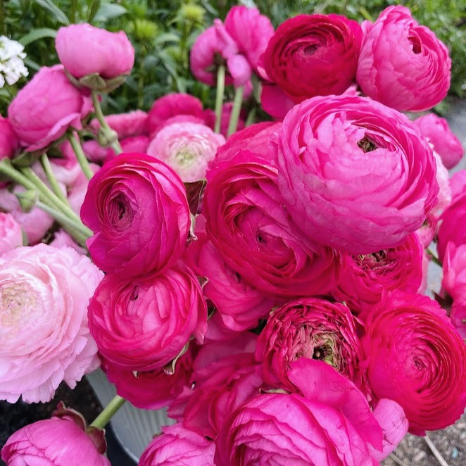 Ranunculus Hot Pink – Wrens Flower Farm