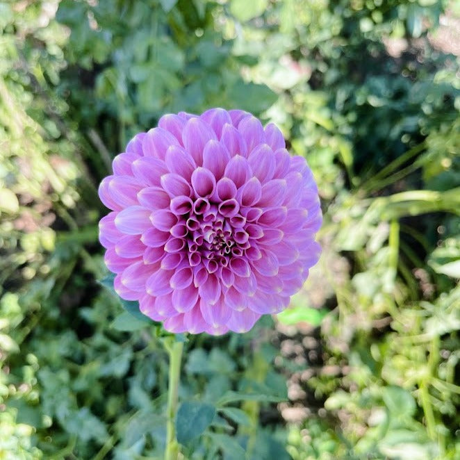 Floriele Oracle – Wrens Flower Farm