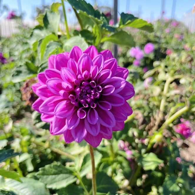 Floriele Jeanette – Wrens Flower Farm