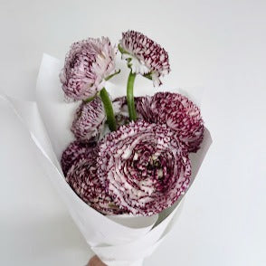 Ranunculus Bianco Striato – Wrens Flower Farm