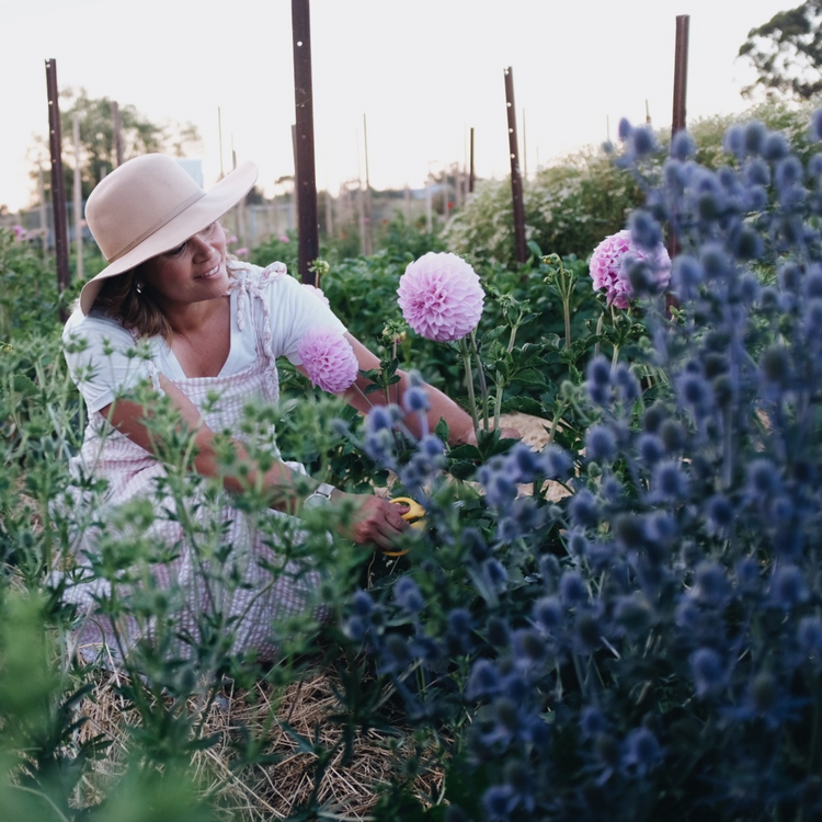 About – Wrens Flower Farm